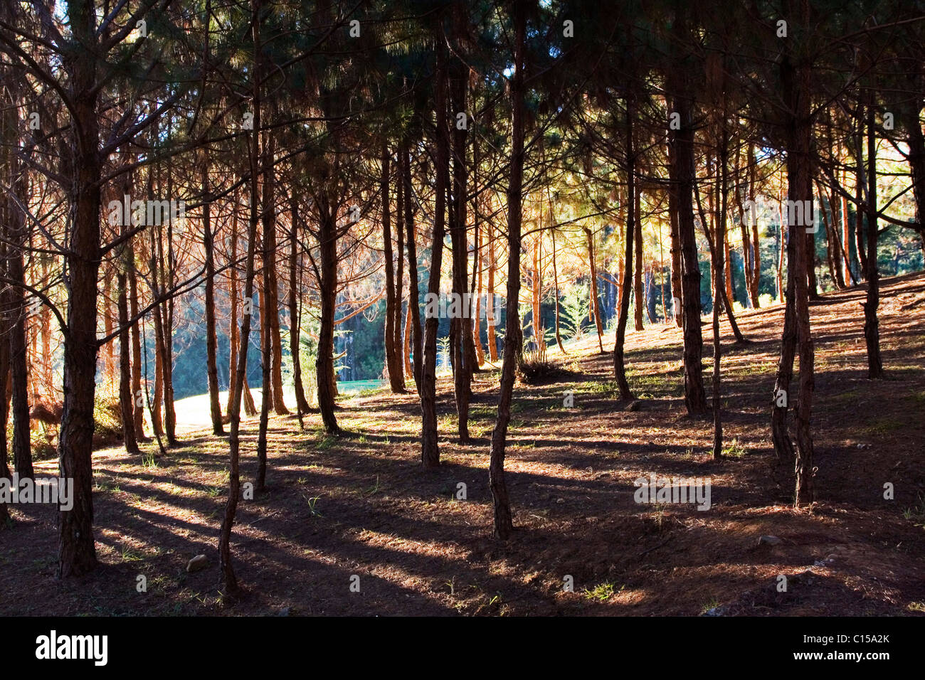 Pine trees casting shadows on the ground Stock Photo - Alamy