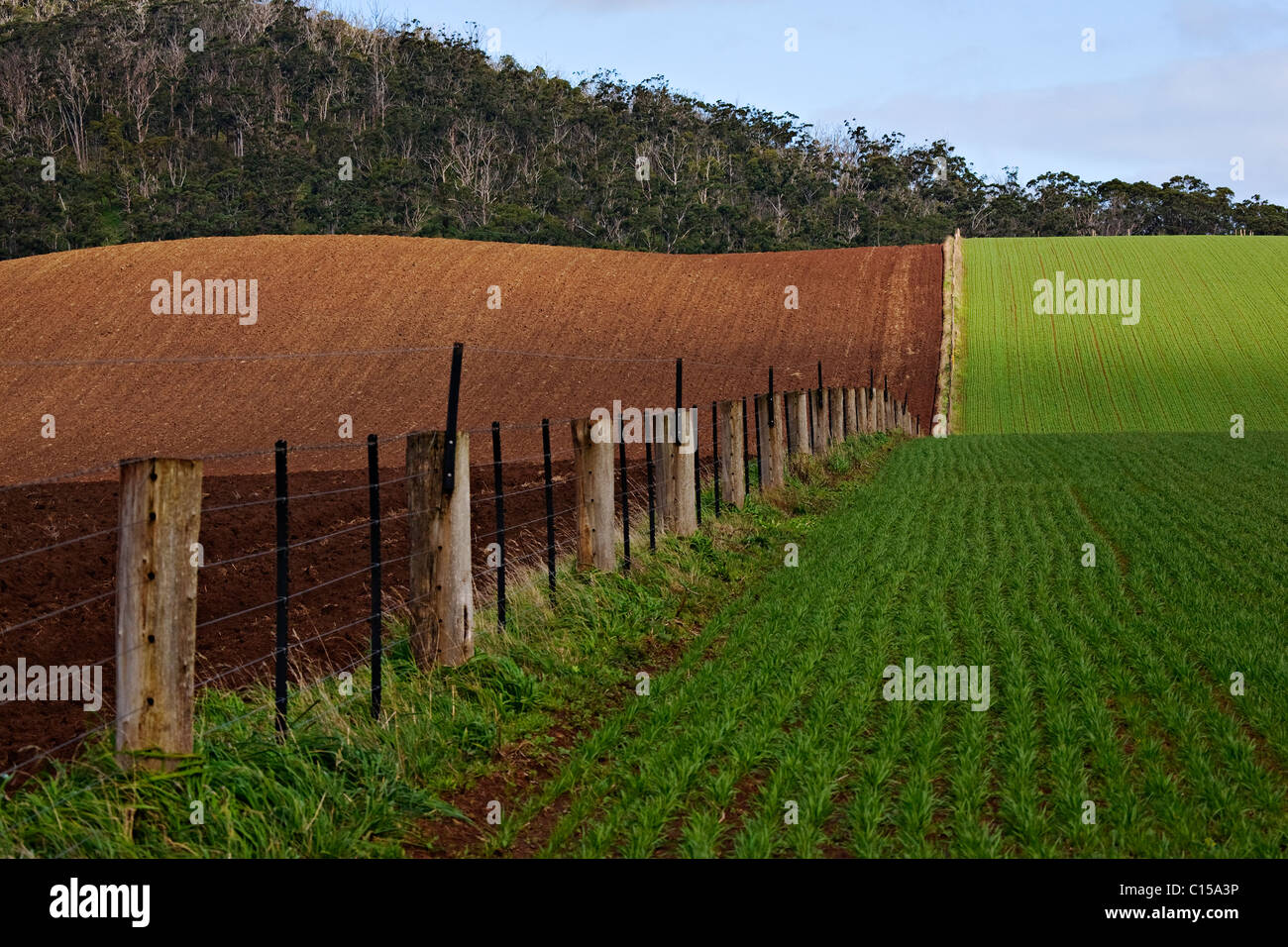Ballarat Australia / Young wheat crop growing at Warrenheip which is ...
