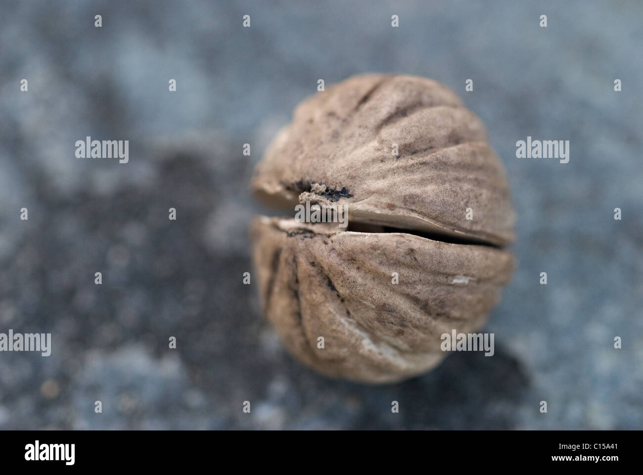 A nut shell opening up Stock Photo - Alamy