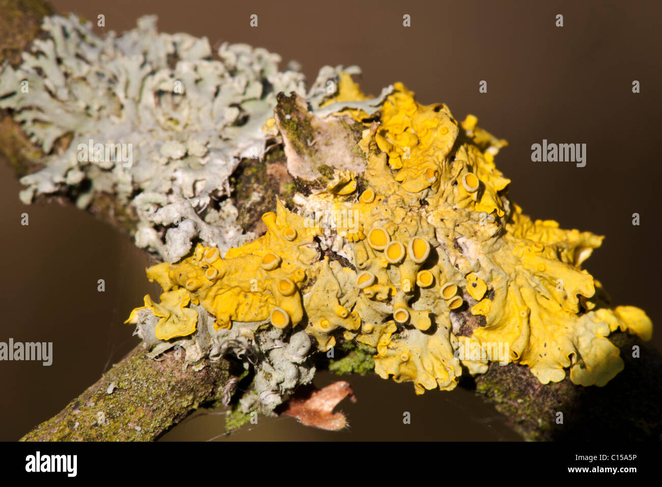 Lichen Xantharia parietina growing on an Elder tree Stock Photo - Alamy