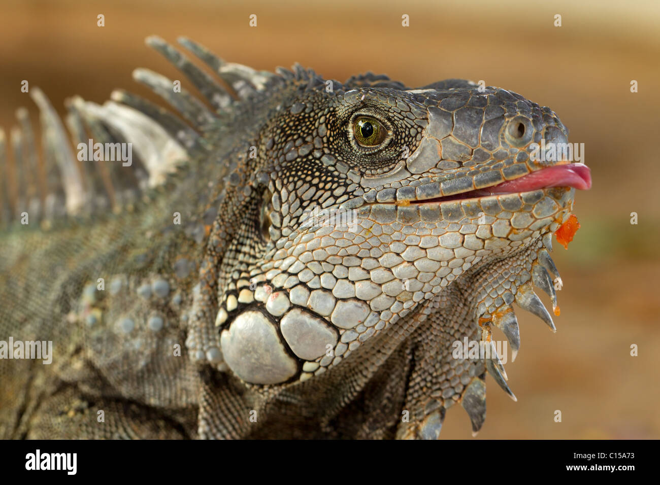 Male Iguana Headshot With Tongue Out Stock Photo - Alamy