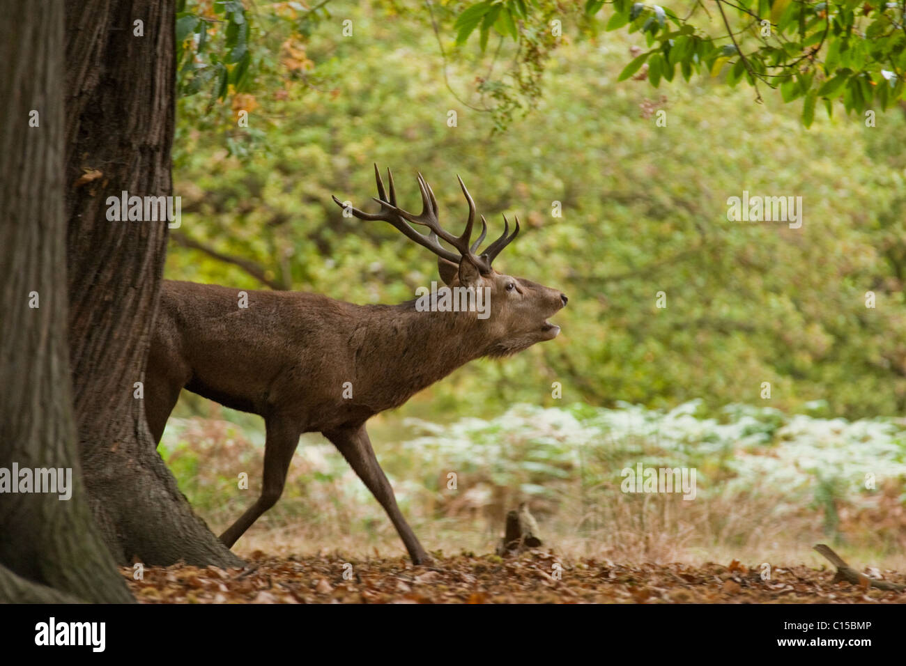 Red deer stag running between trees in Richmond Park Stock Photo - Alamy