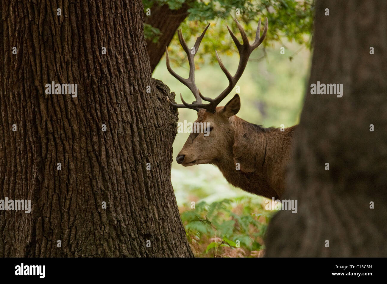 Deer framed by trees hi-res stock photography and images - Alamy