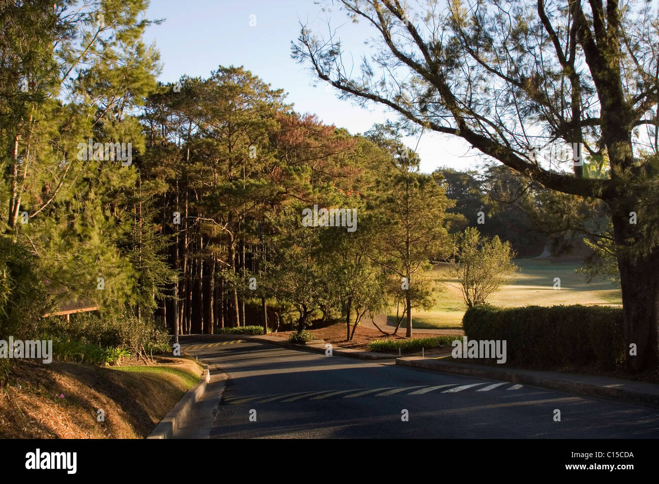 Pine trees casting shadows hi-res stock photography and images - Alamy