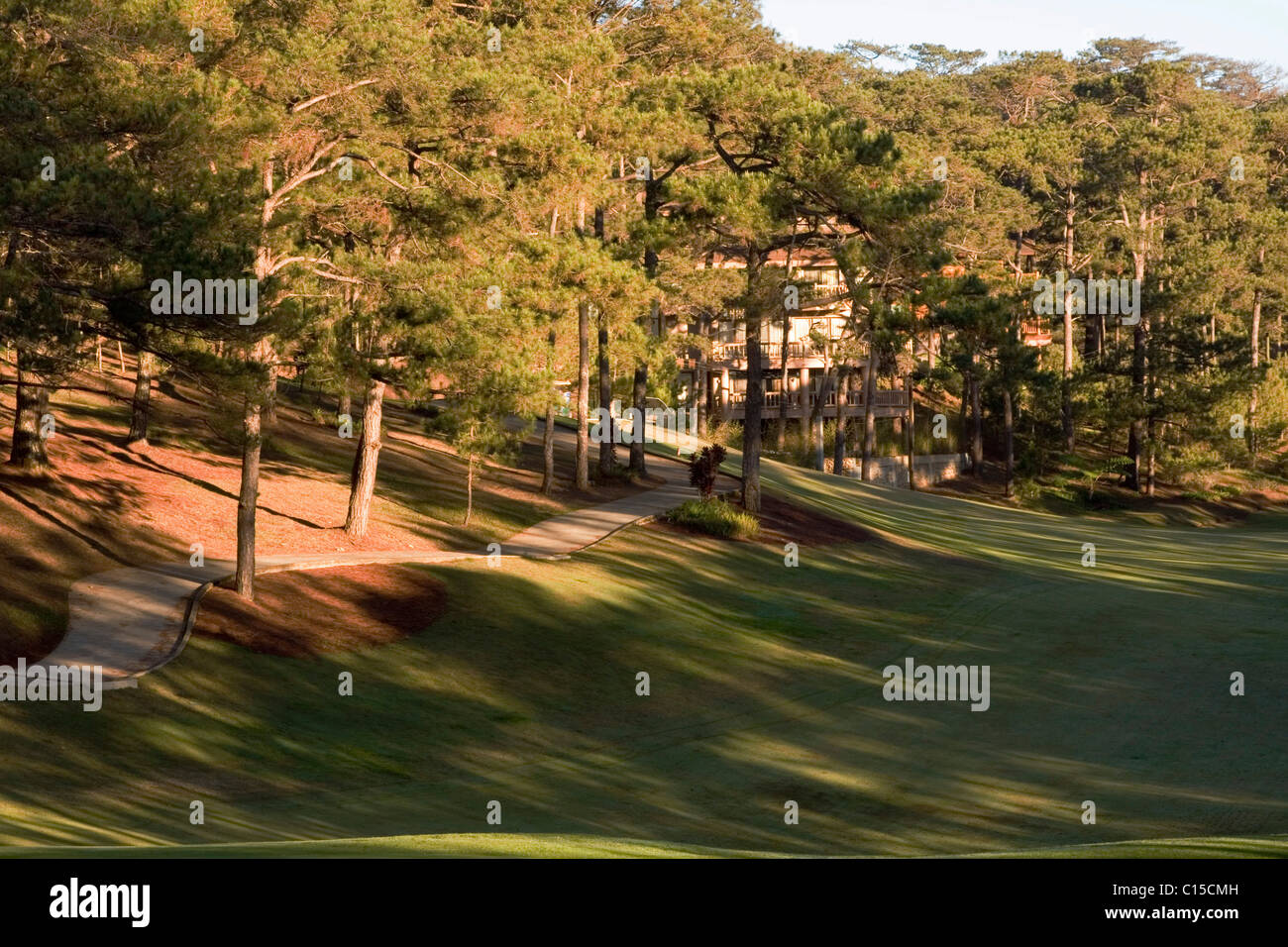 landscape with pine trees Stock Photo - Alamy