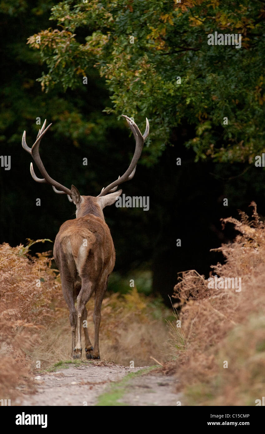 Large red deer stag walking down a track Stock Photo - Alamy