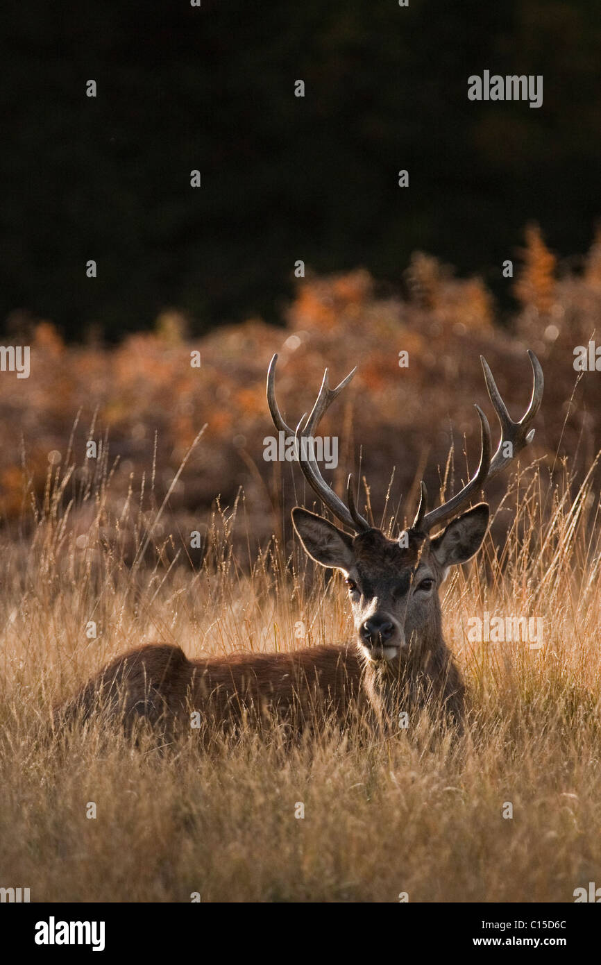 Young red deer stag resting in evening light Stock Photo - Alamy