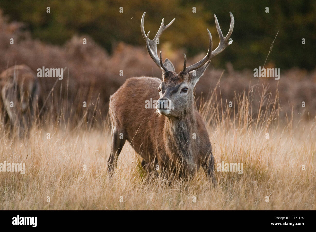 Young red deer stag standing up In Richmond Park Stock Photo - Alamy