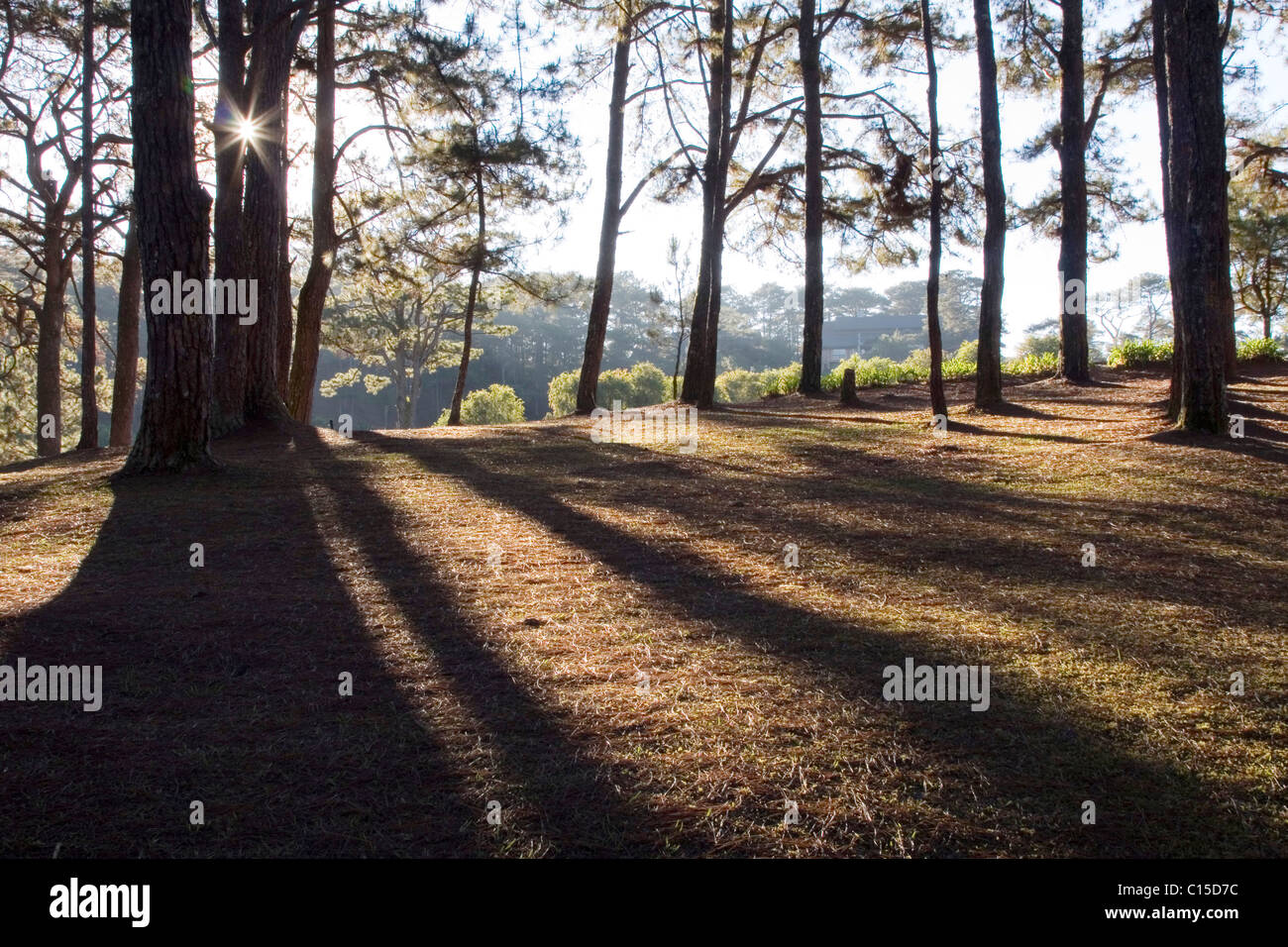 Shadows cast by pine trees hi-res stock photography and images - Alamy
