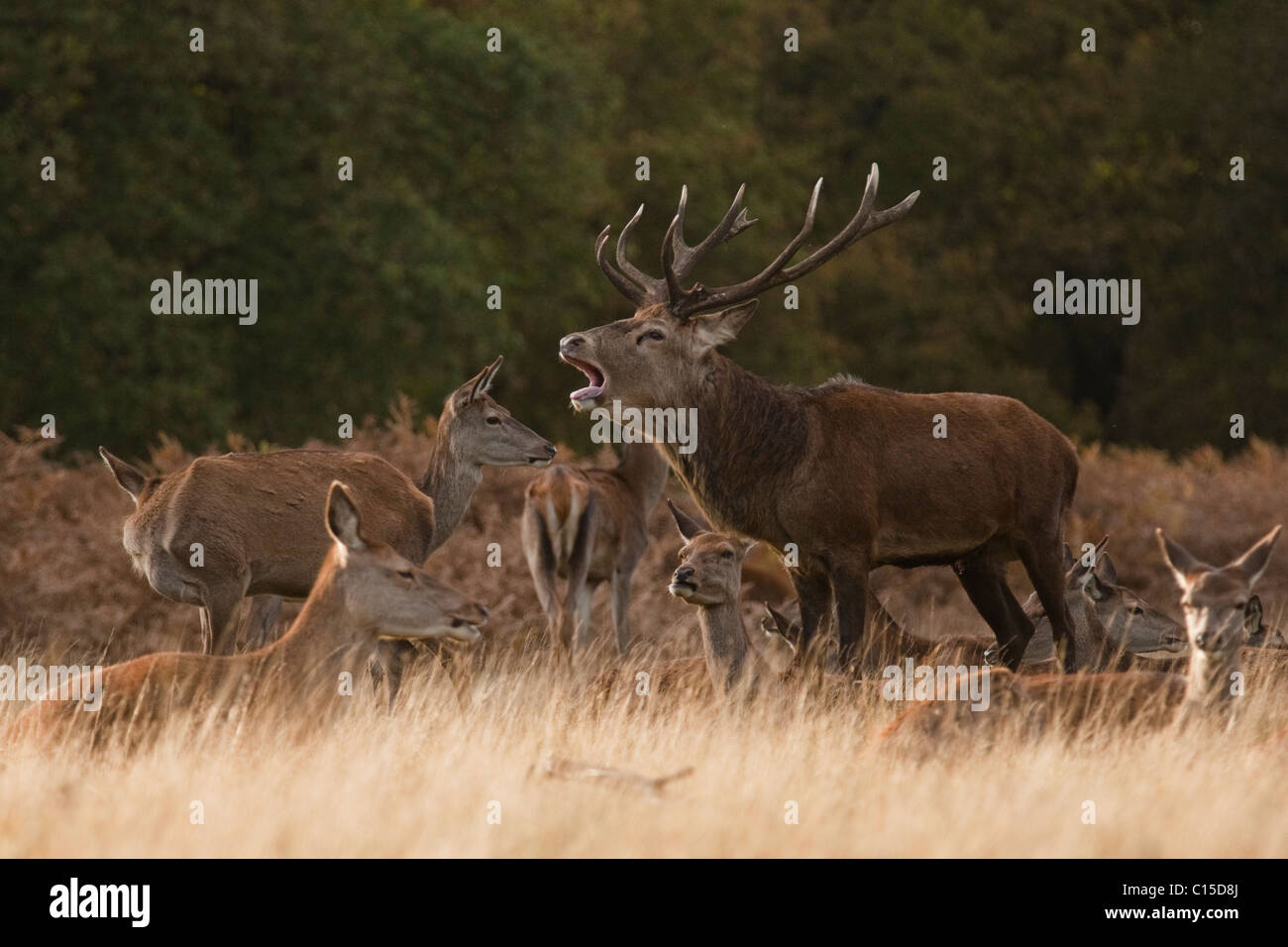 Red deer stag standing with females Stock Photo - Alamy