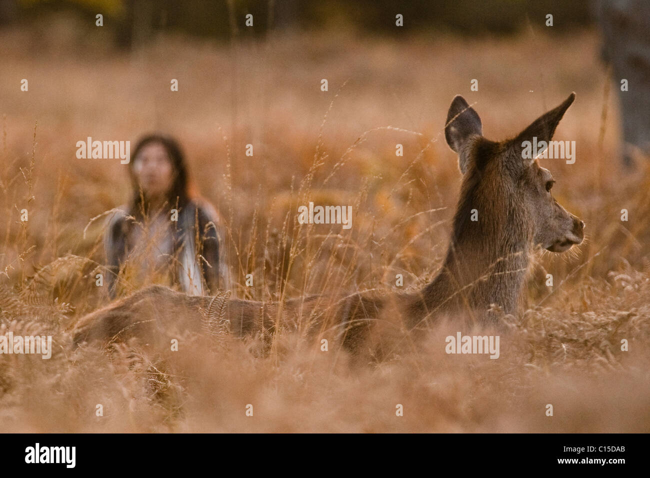 Lady deer hi-res stock photography and images - Alamy