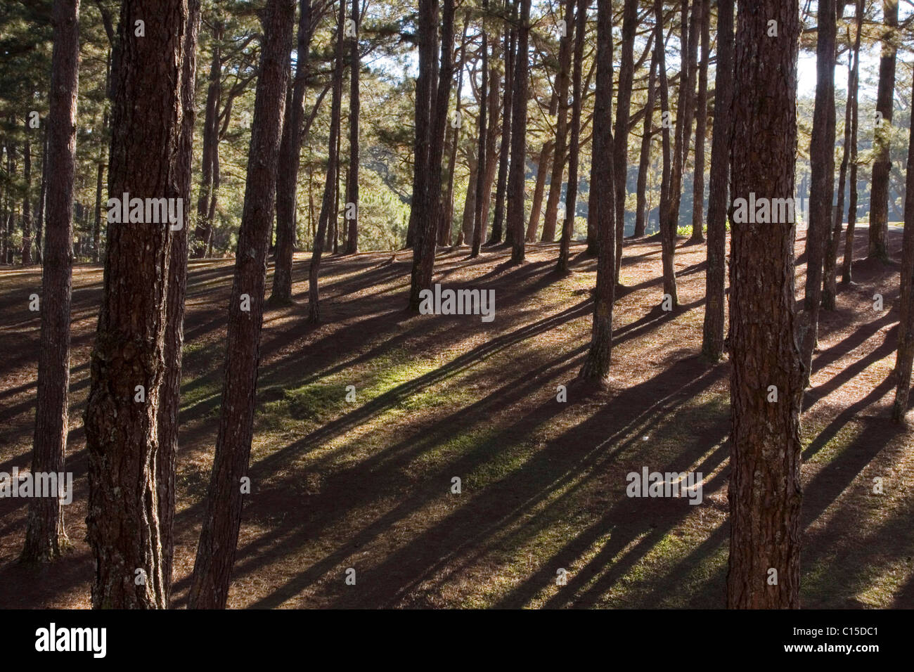 long shadows cast by pine trees in Baguio City, Philippines Stock Photo ...