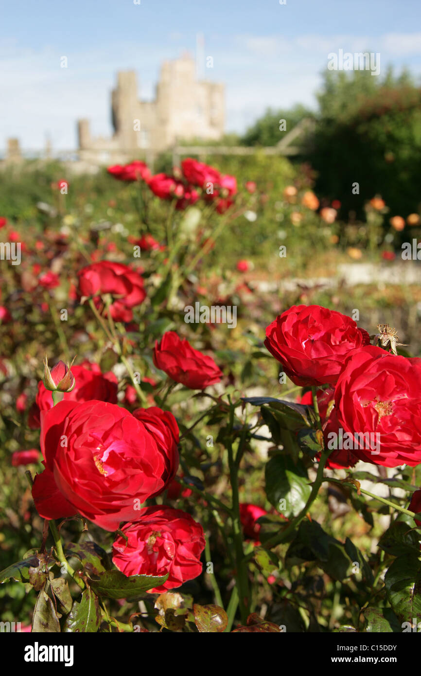 Village of Mey, Scotland. Close up, late summer view of red roses in ...