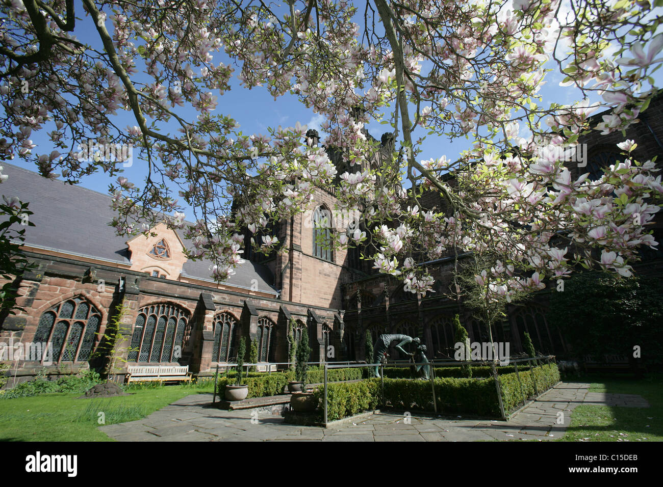 City of Chester, England. A magnolia tree in full bloom with the ...