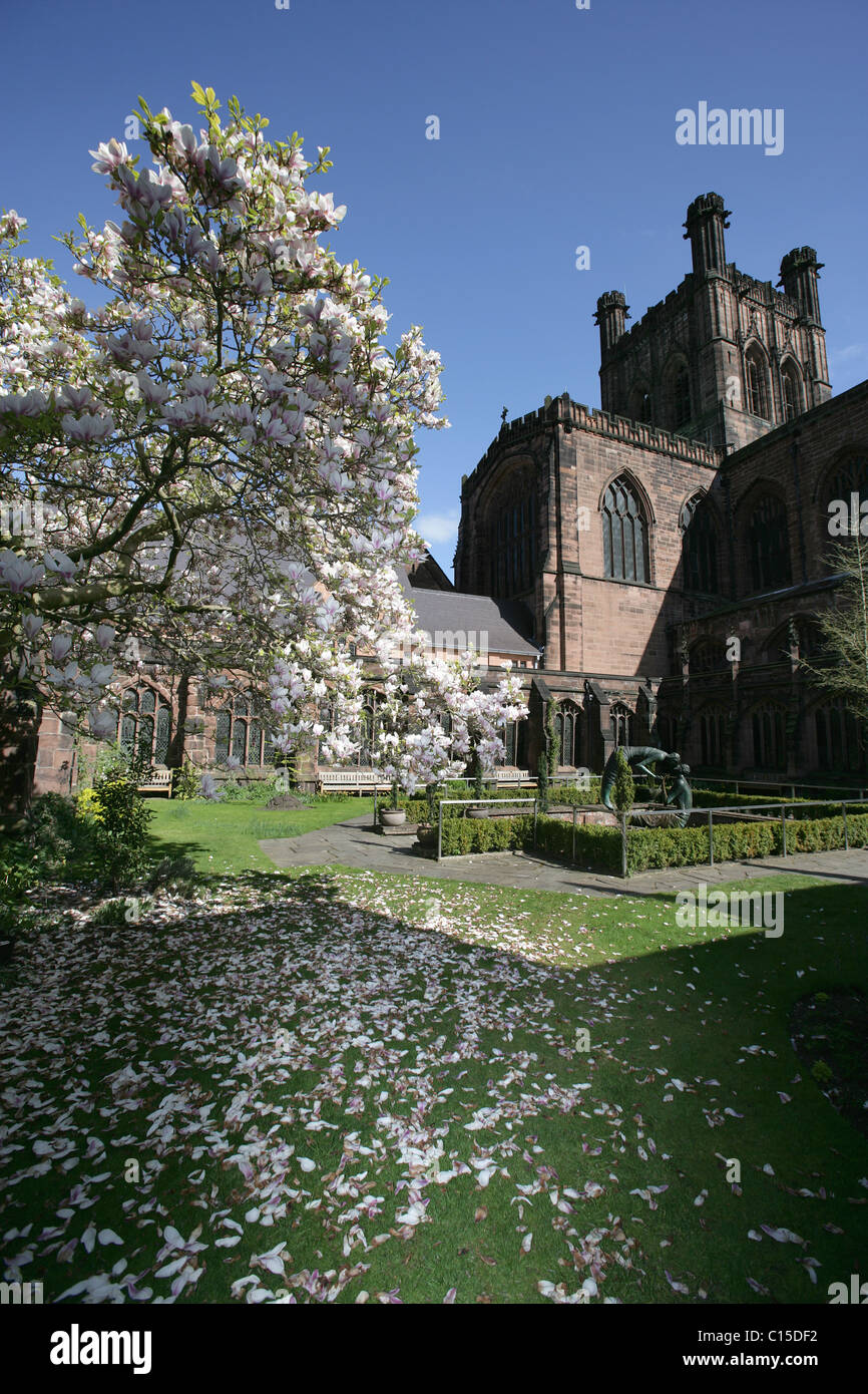 City of Chester, England. A magnolia tree in full bloom with the ...