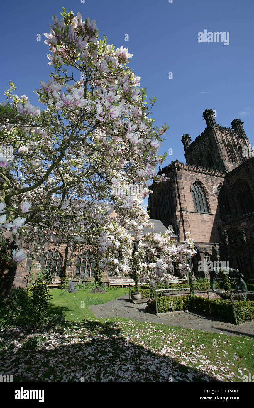 City of Chester, England. A magnolia tree in full bloom with the ...