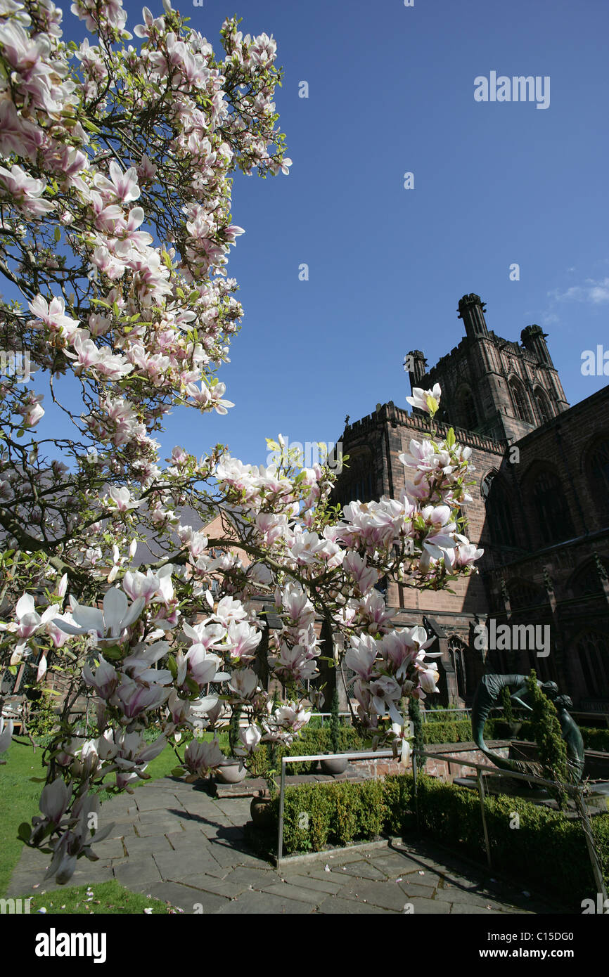City of Chester, England. A magnolia tree in full bloom with the ...