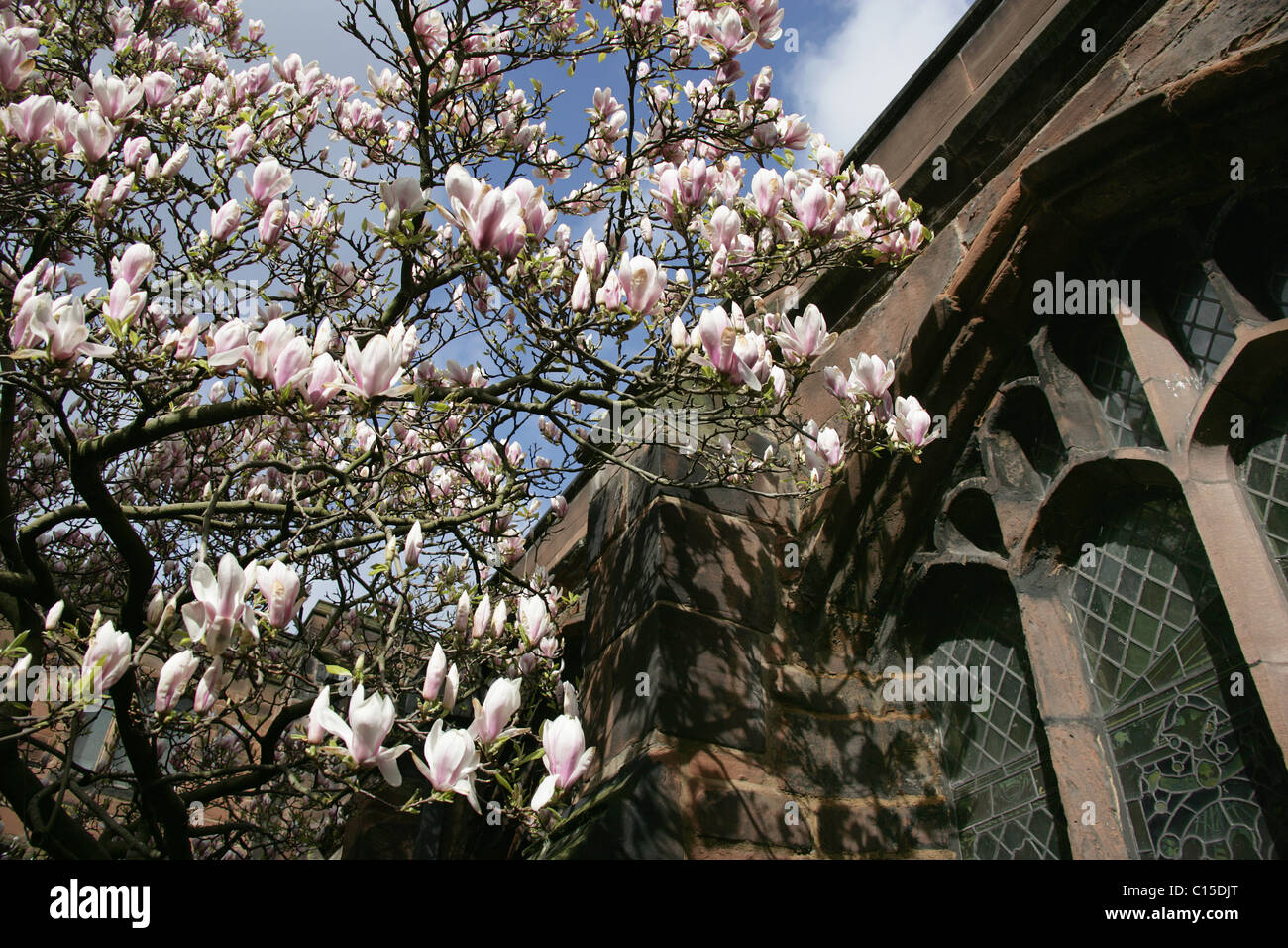City of Chester, England. A spring view of a magnolia tree in full ...