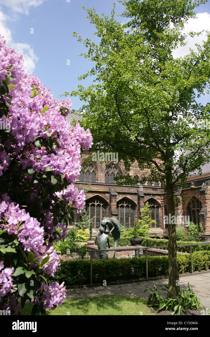 City of Chester, England. Late spring view of purple rhododendrons in ...