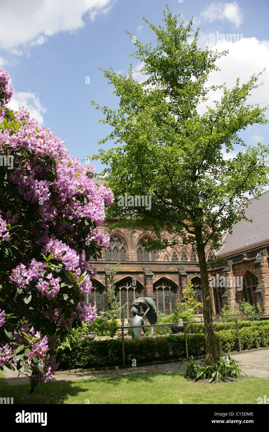City of Chester, England. Late spring view of purple rhododendrons in ...