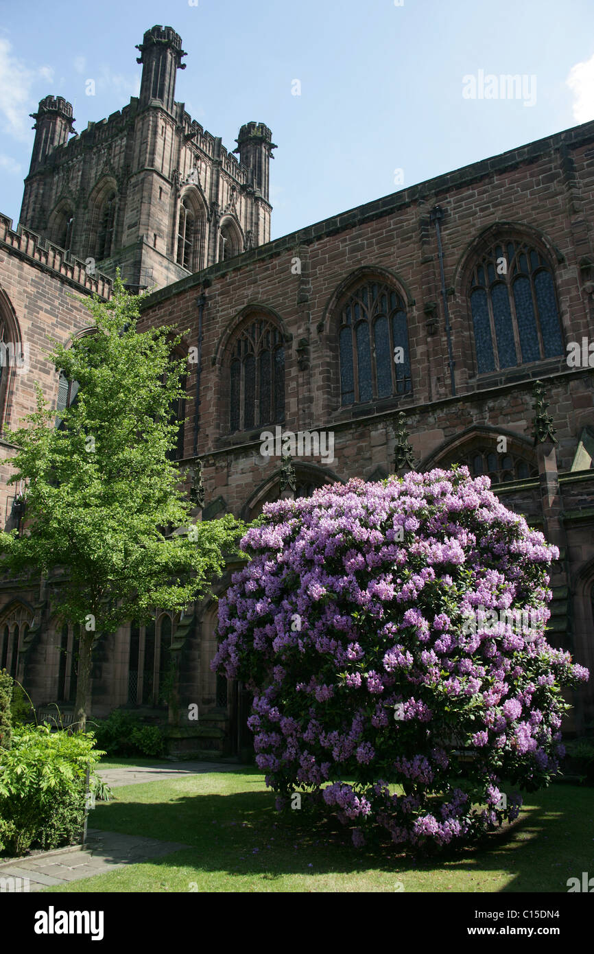 City of Chester, England. Late spring view of purple rhododendrons in ...