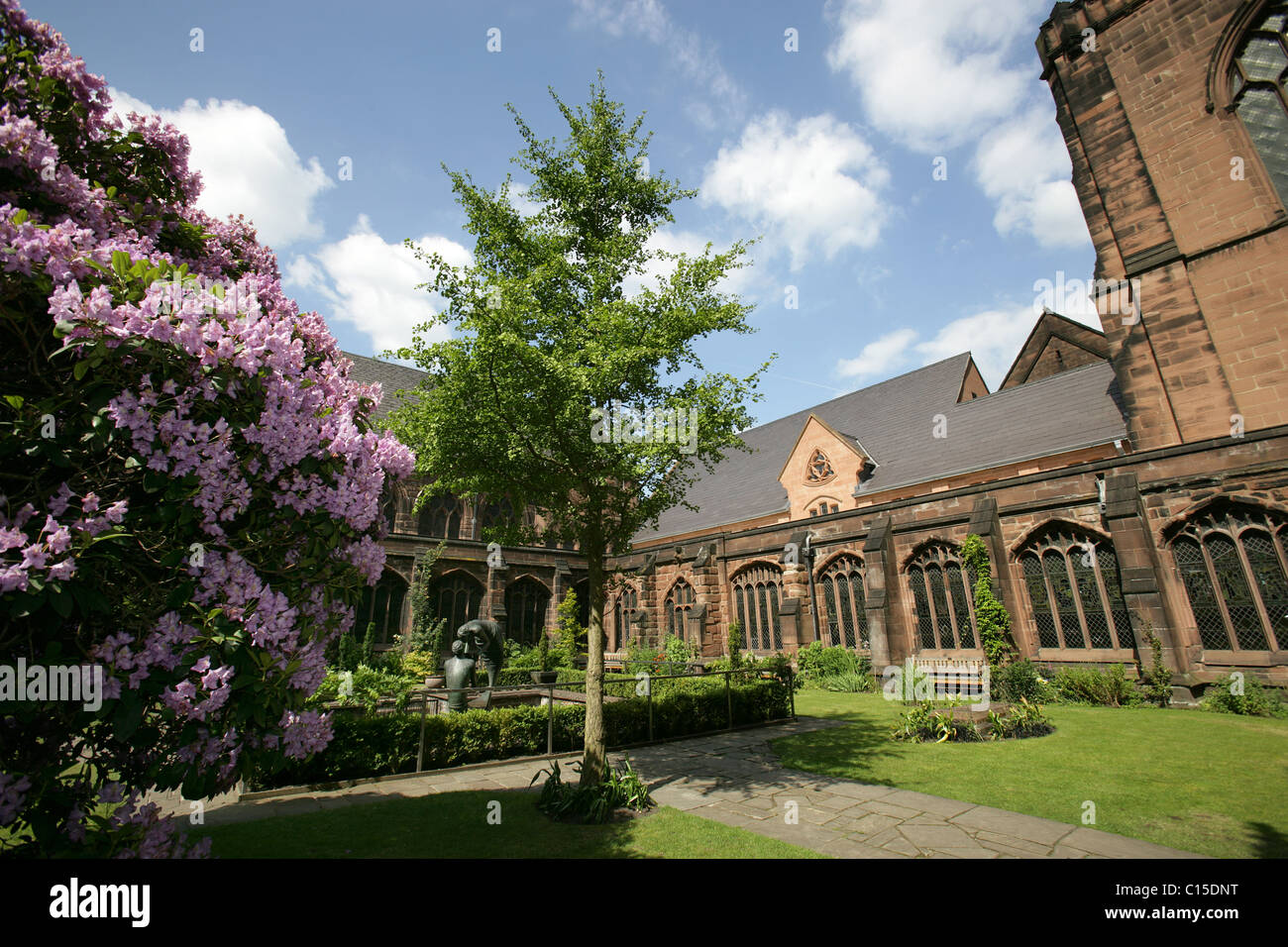 City of Chester, England. Late spring view of purple rhododendrons in ...