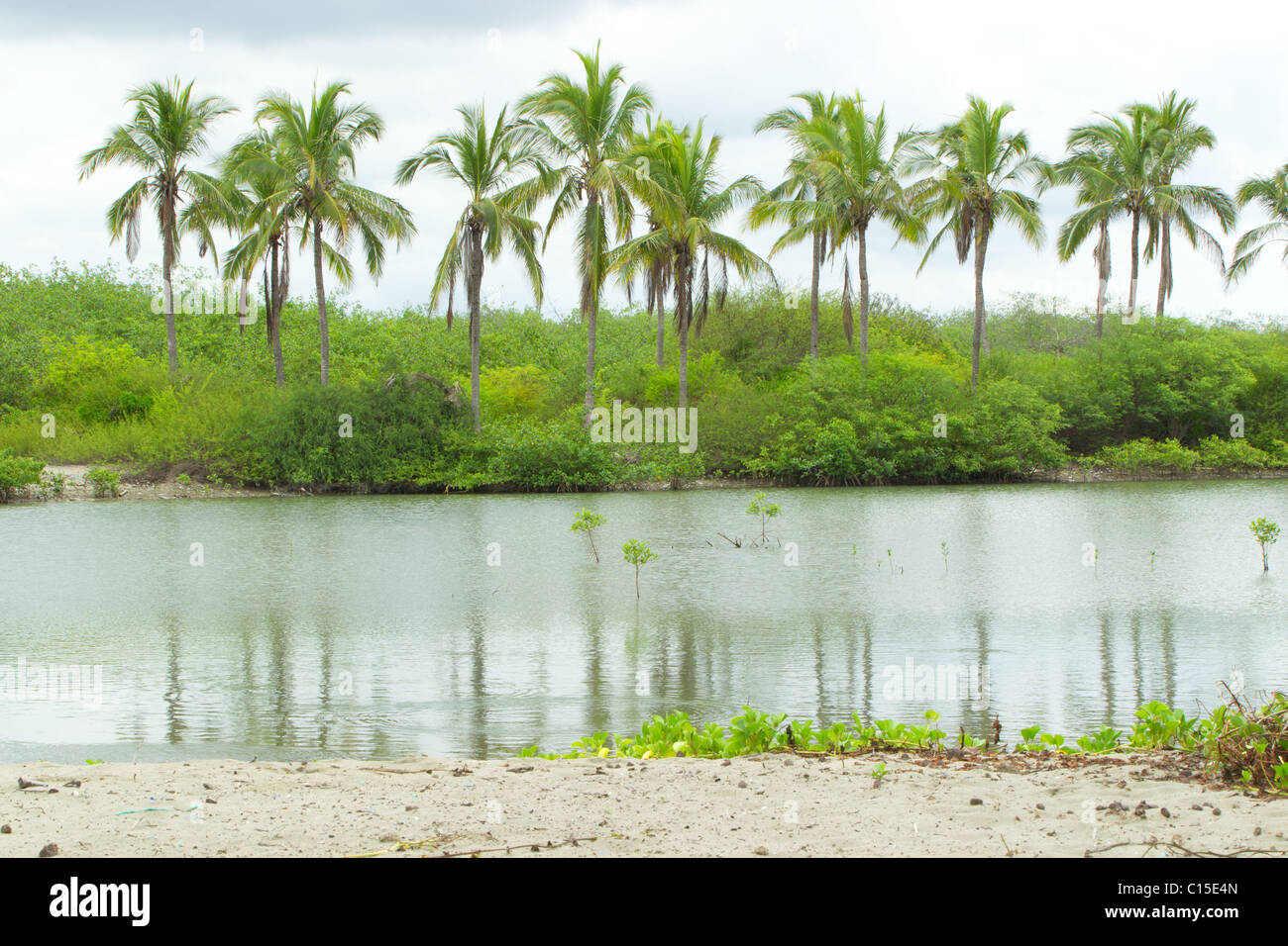 Beautiful Line Of Palm Trees In Puna Island Ecuador Stock Photo - Alamy