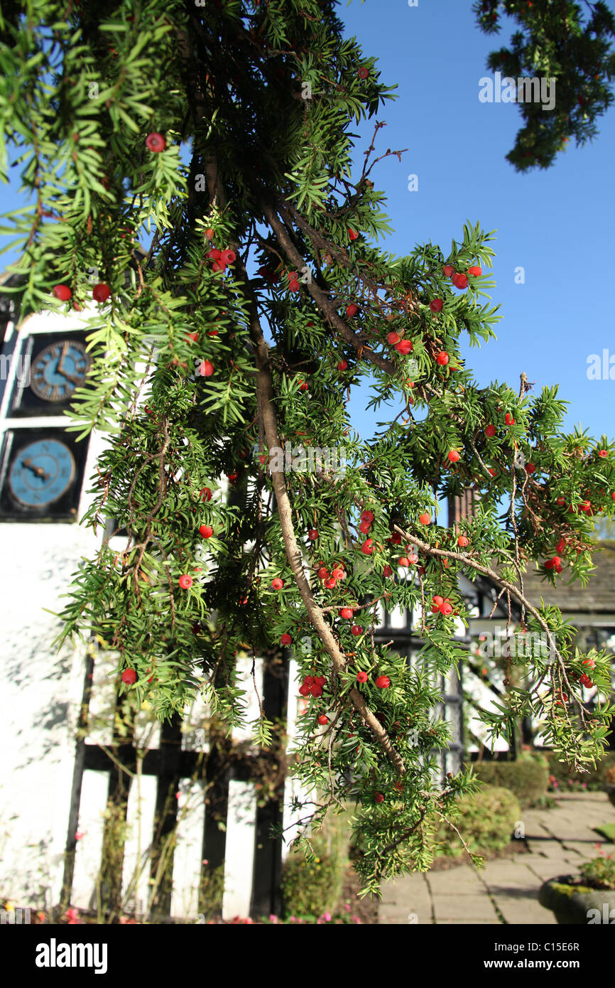 Gawsworth Old Hall, England. Early autumnal view of a tree branch with ...