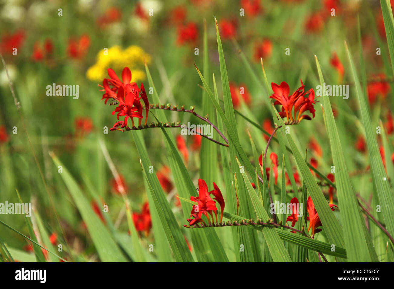 Stapeley Water Gardens, England. Summer view of Stapeley Water Gardens ...