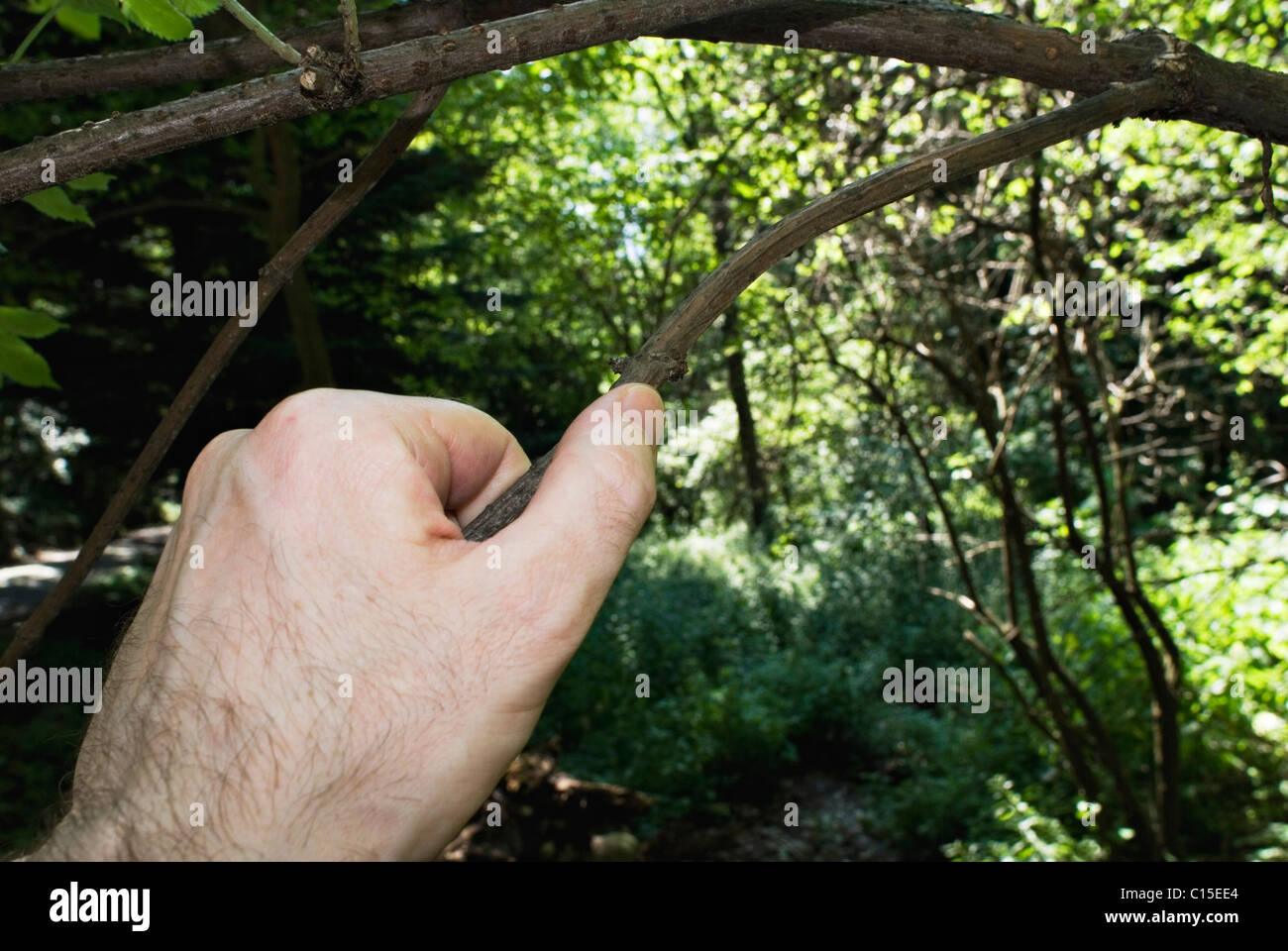 hand holding branch in forest Stock Photo - Alamy