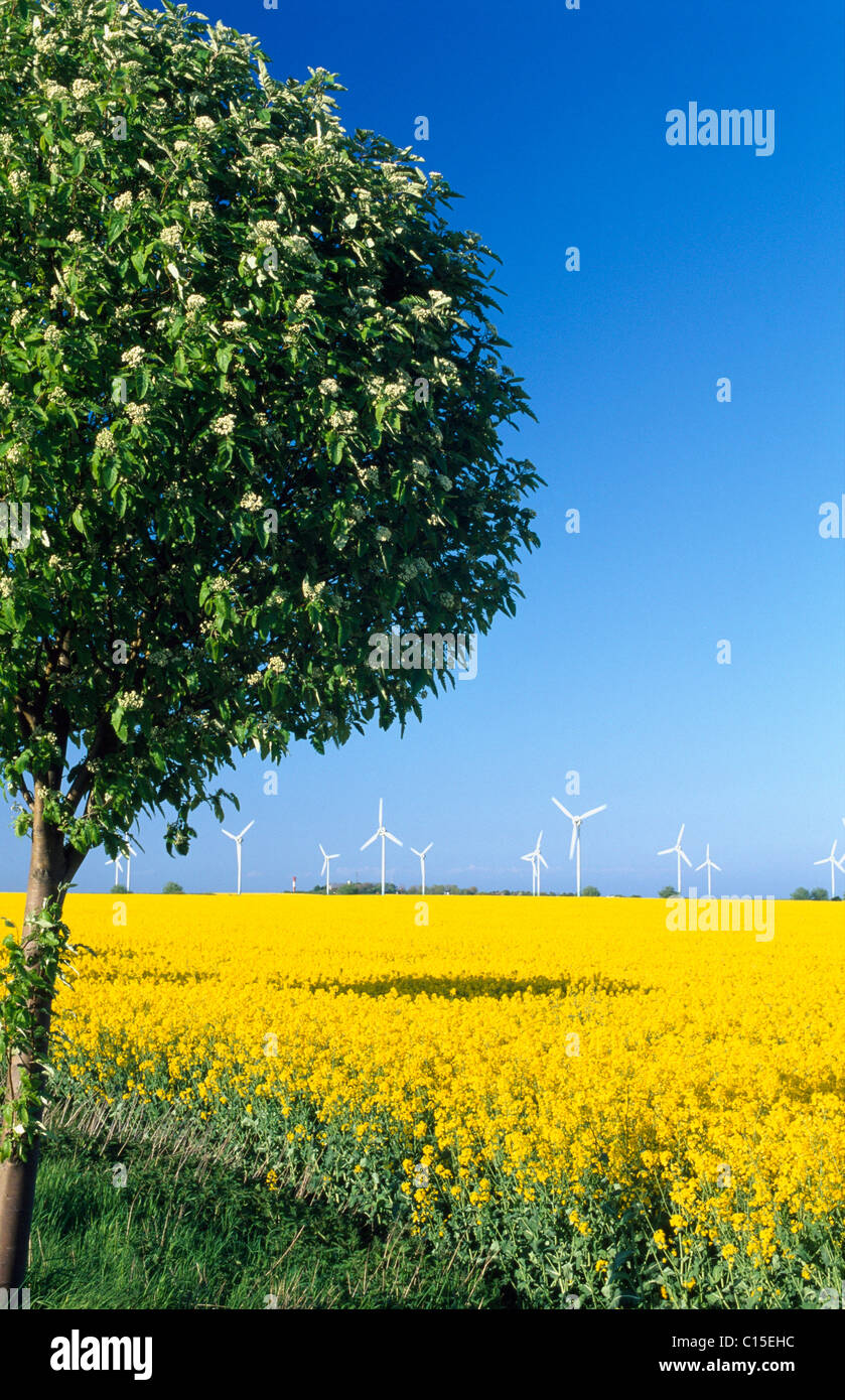 Rapeseed field germany hi-res stock photography and images - Alamy
