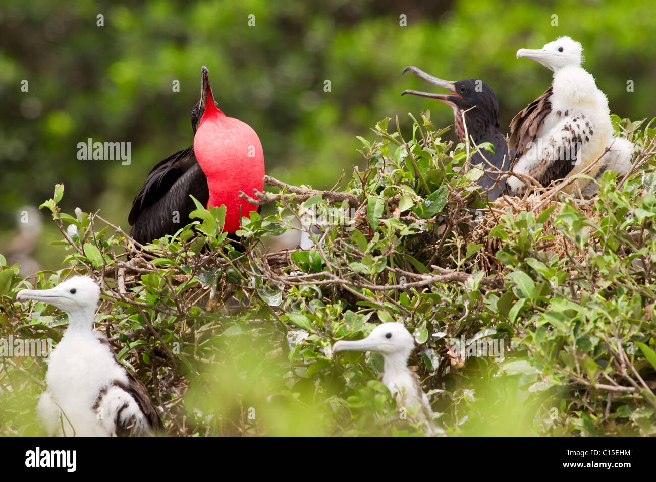 Predominant beak hi-res stock photography and images - Alamy