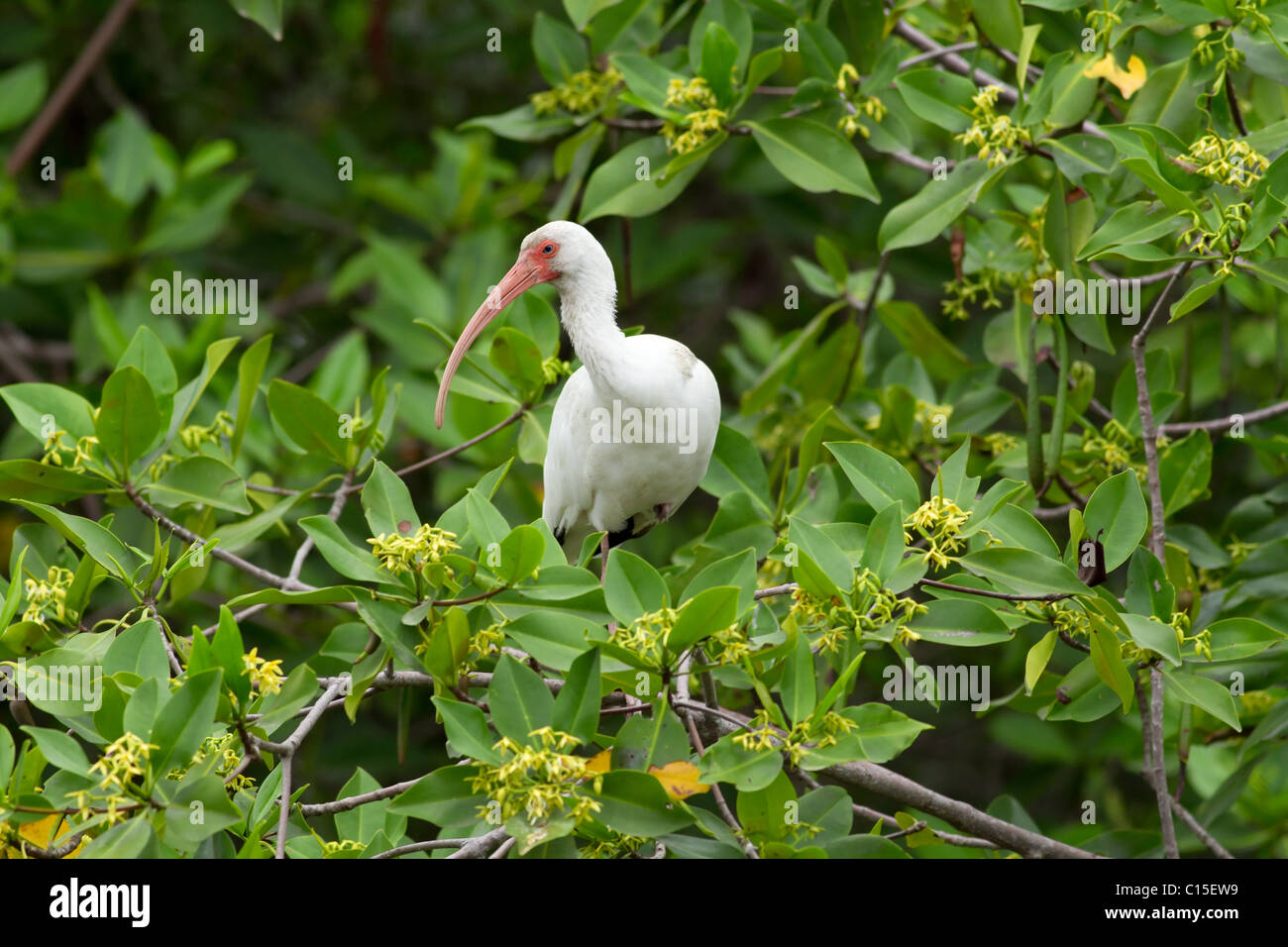 America White Ibis Is A Species Of Wading Bird Of The Ibis Family ...