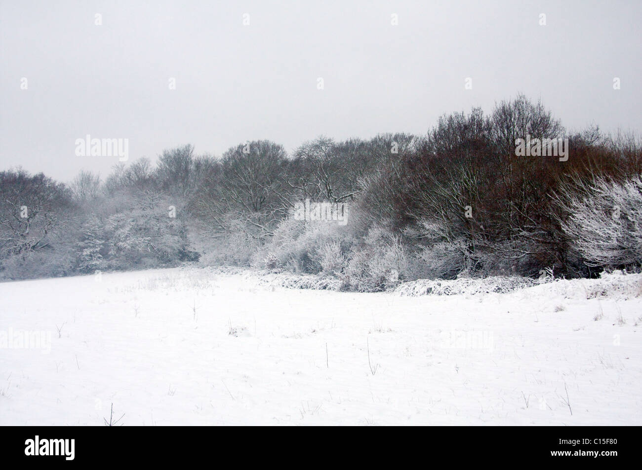 Snow fall on Hampstead Heath London, England - 02.02.09 Stock Photo - Alamy