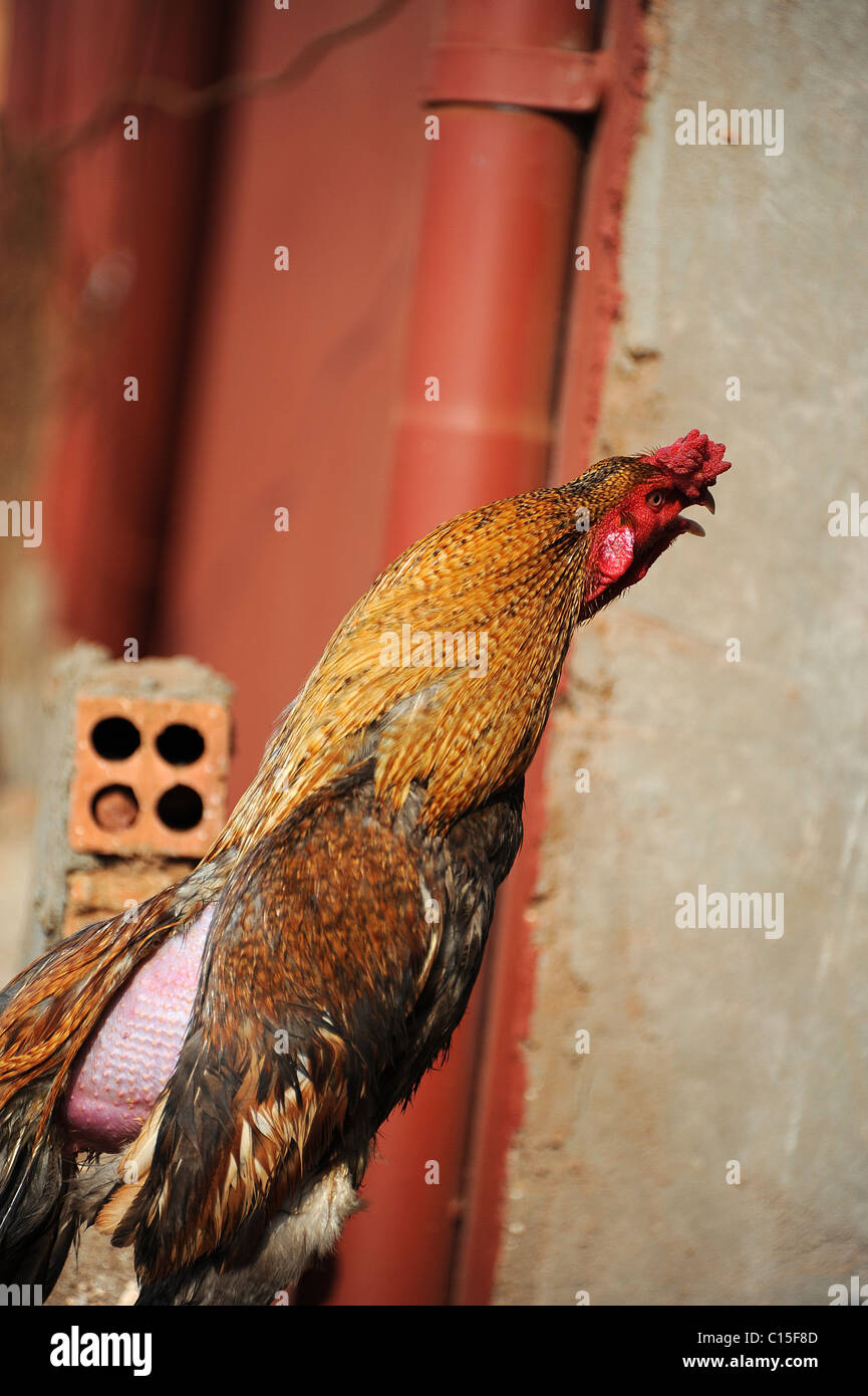 A noisy crowing cockerel in Sen Monorom street, Cambodia Stock Photo ...