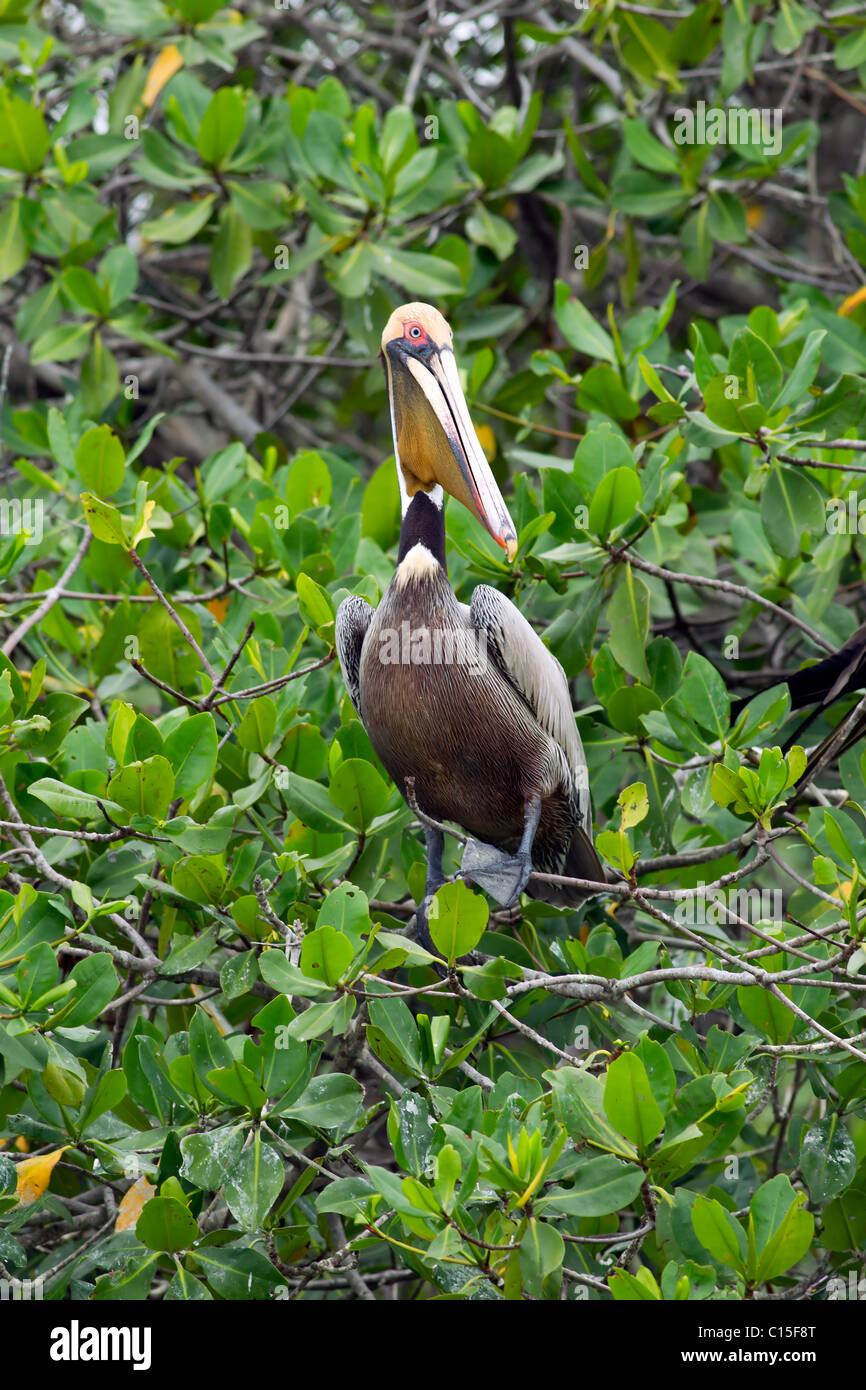 The Brown Pelican Is The Smallest Of The Eight Species Of Pelican ...