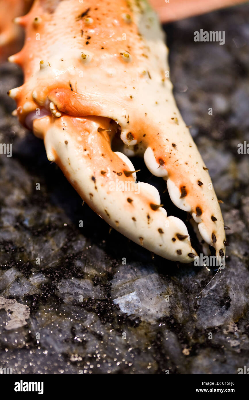 Close up of a crab's claw Stock Photo - Alamy