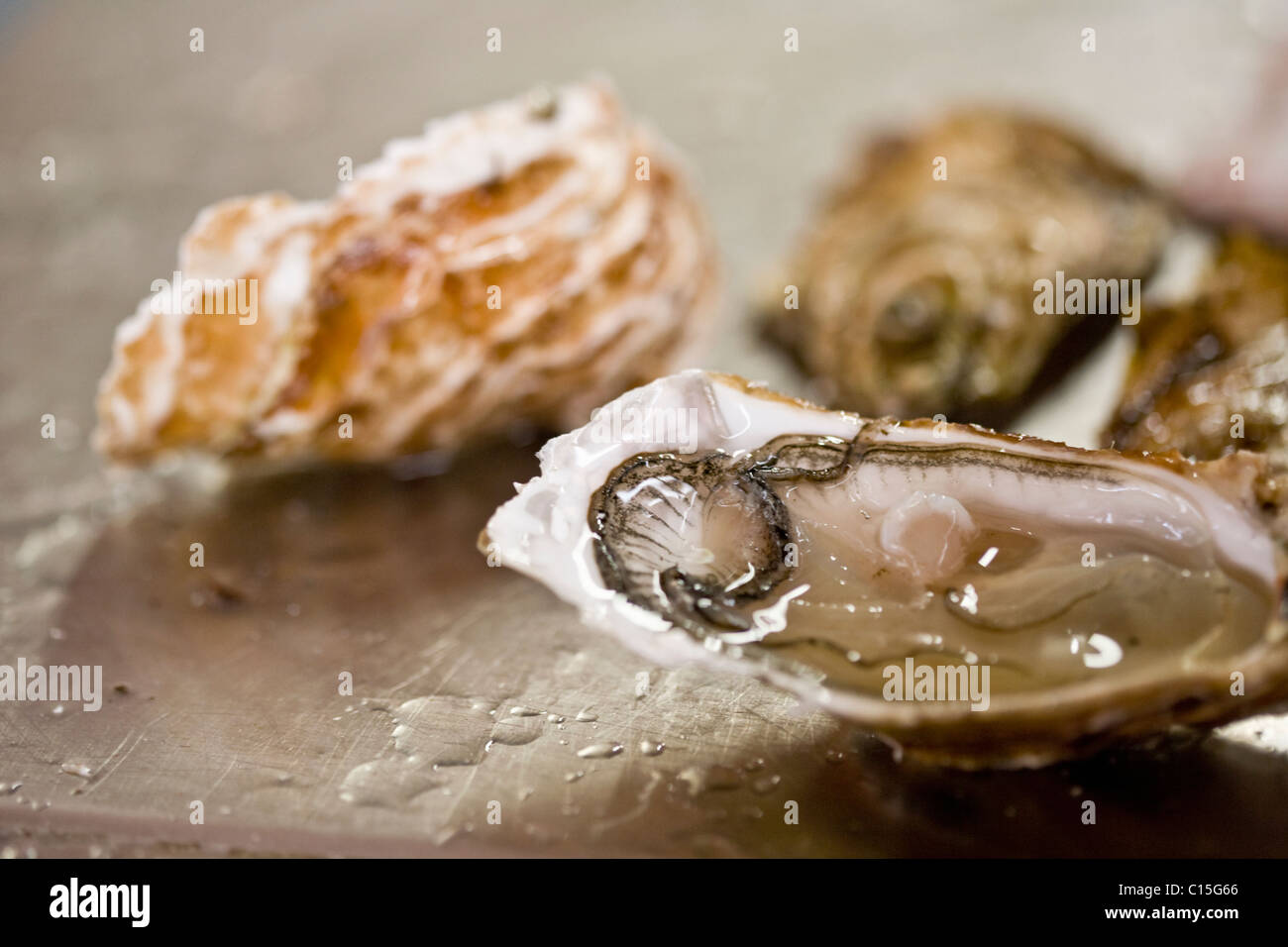 Close up of opened oysters Stock Photo - Alamy