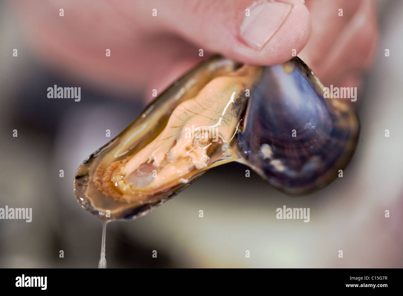 Close up of a mussel Stock Photo - Alamy