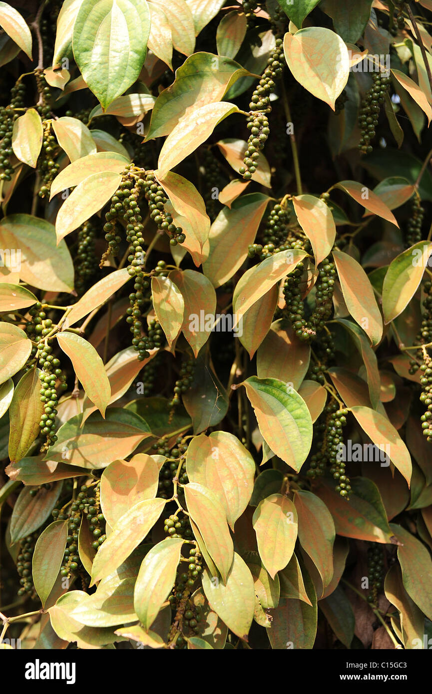 World-renowned Kampot Pepper growing in the countryside of Kampot ...