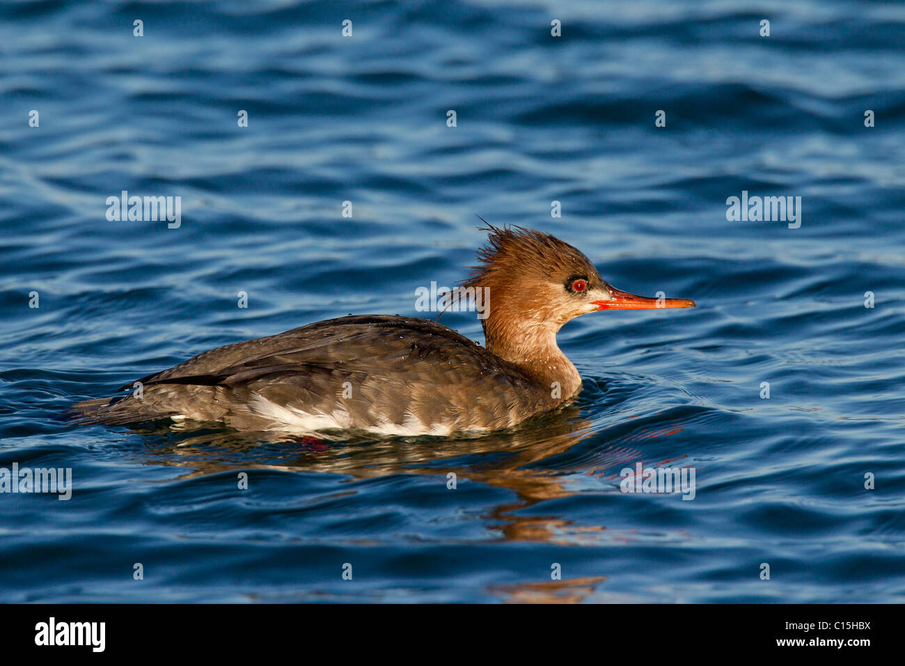 Red-breasted Merganser (Mergus serrator), female on water Stock Photo ...