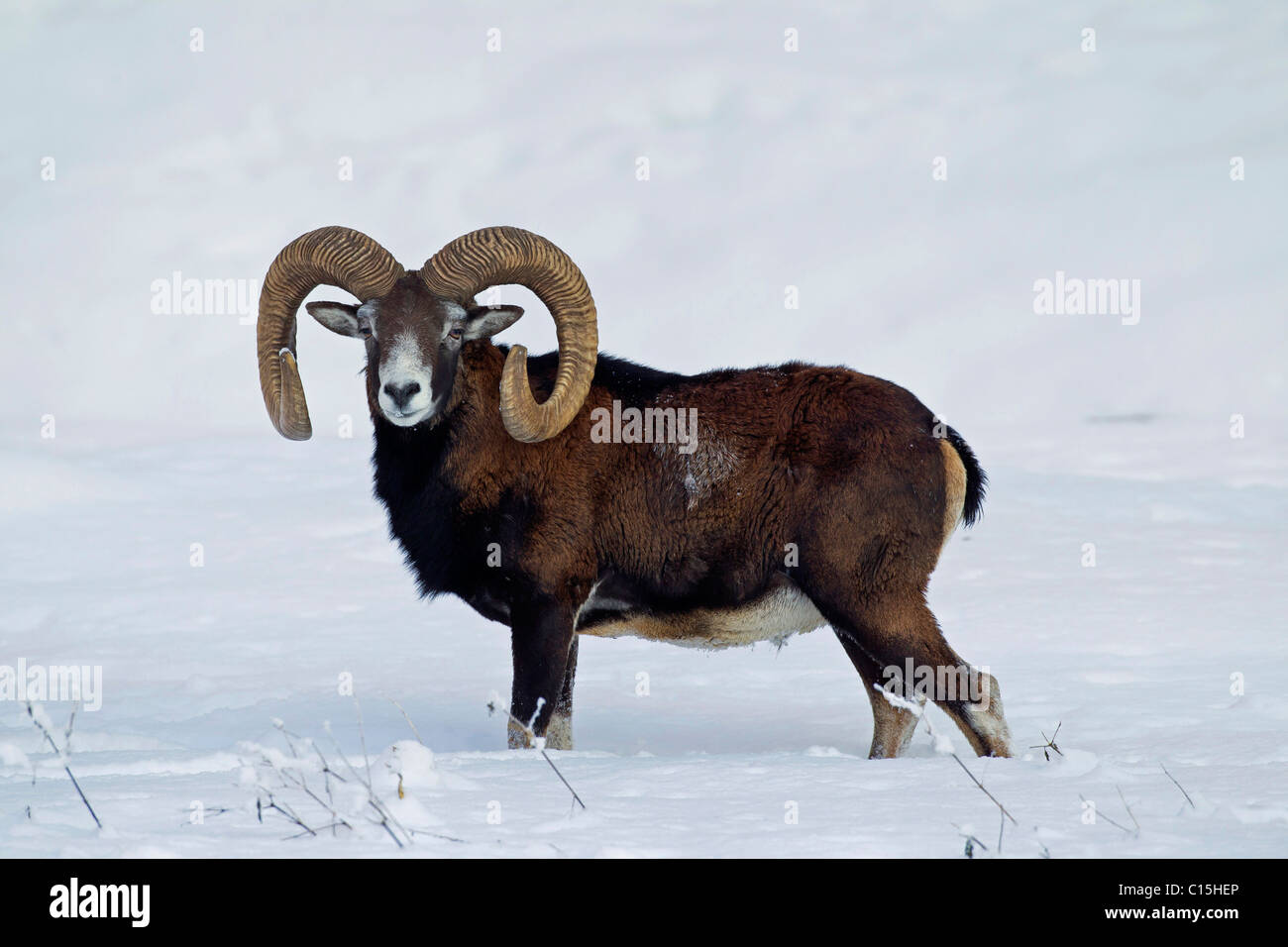 Ovis ammon hi-res stock photography and images - Alamy