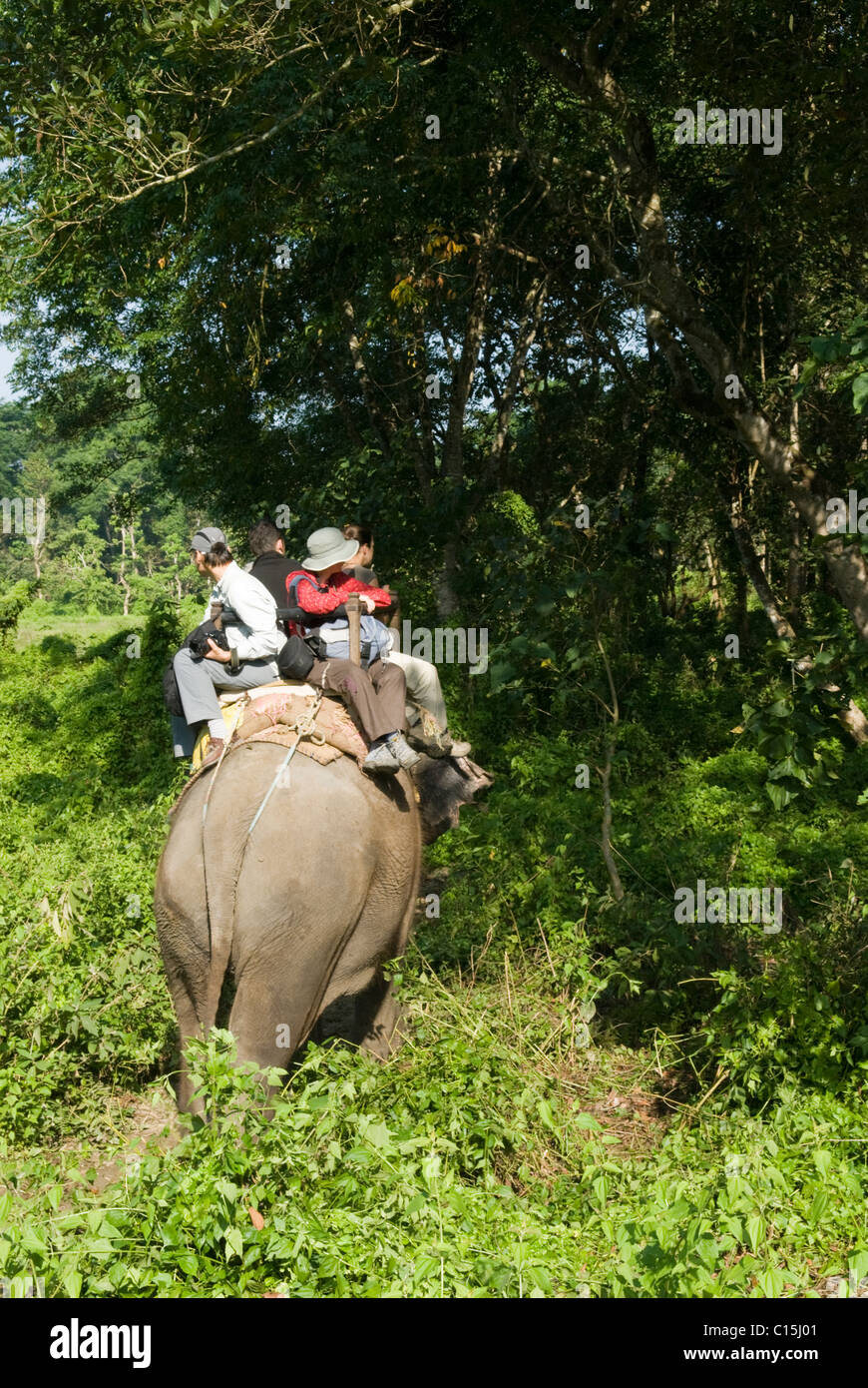 Nepal elephant chitwan national park hi-res stock photography and ...
