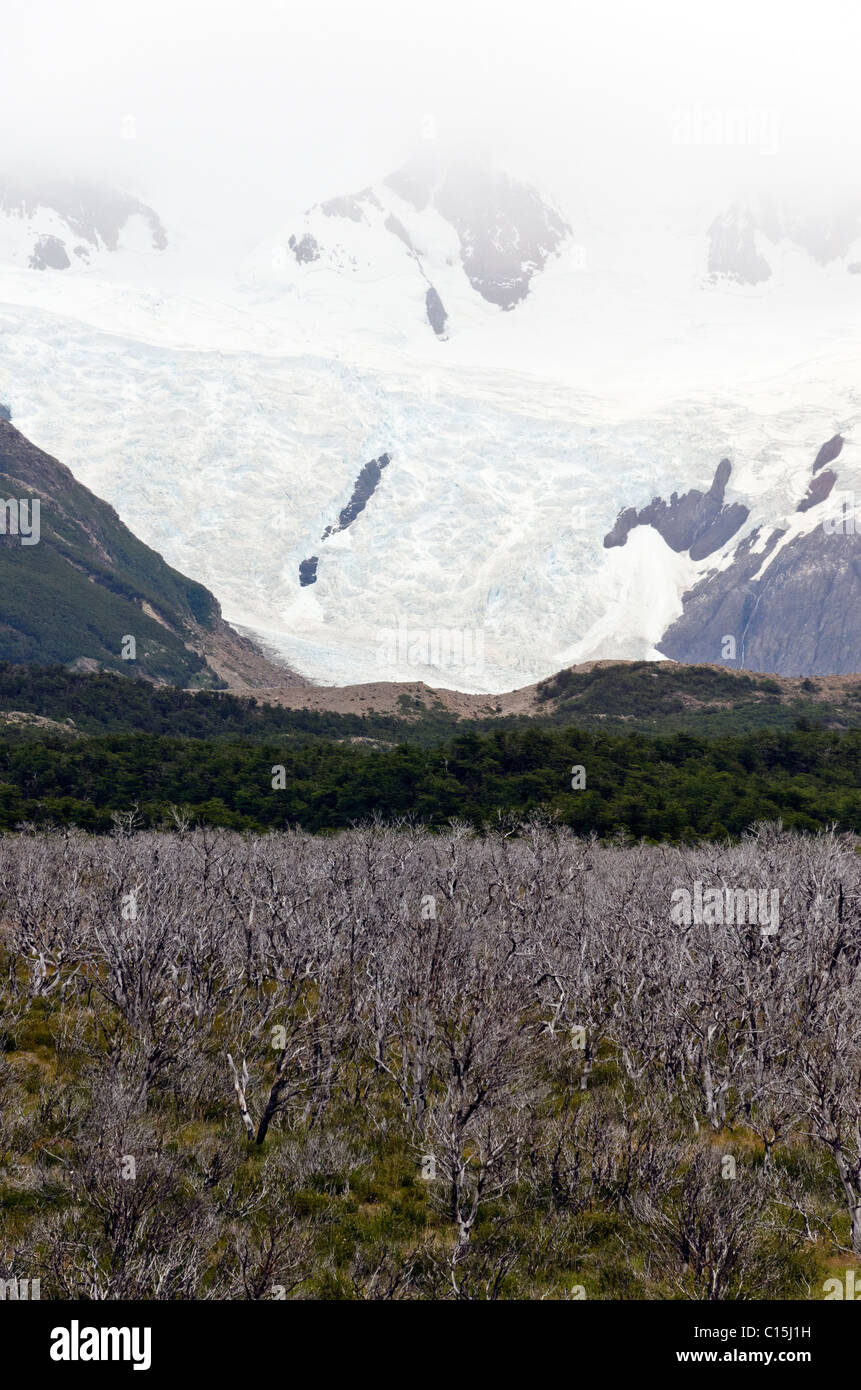 Wind beaten trees below Glaciar Grande on the way to Lago Torre, El ...