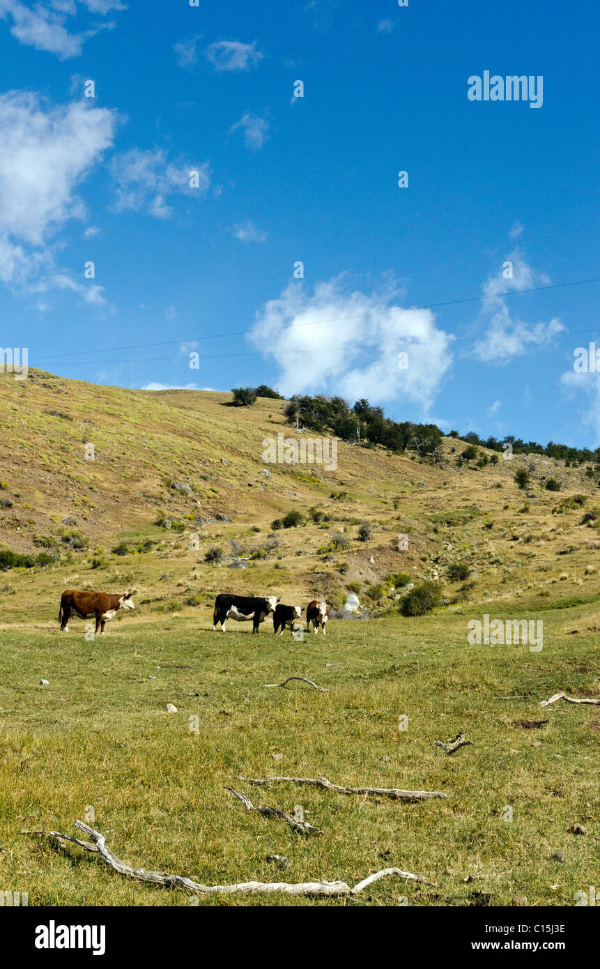 Free range cows hi-res stock photography and images - Alamy