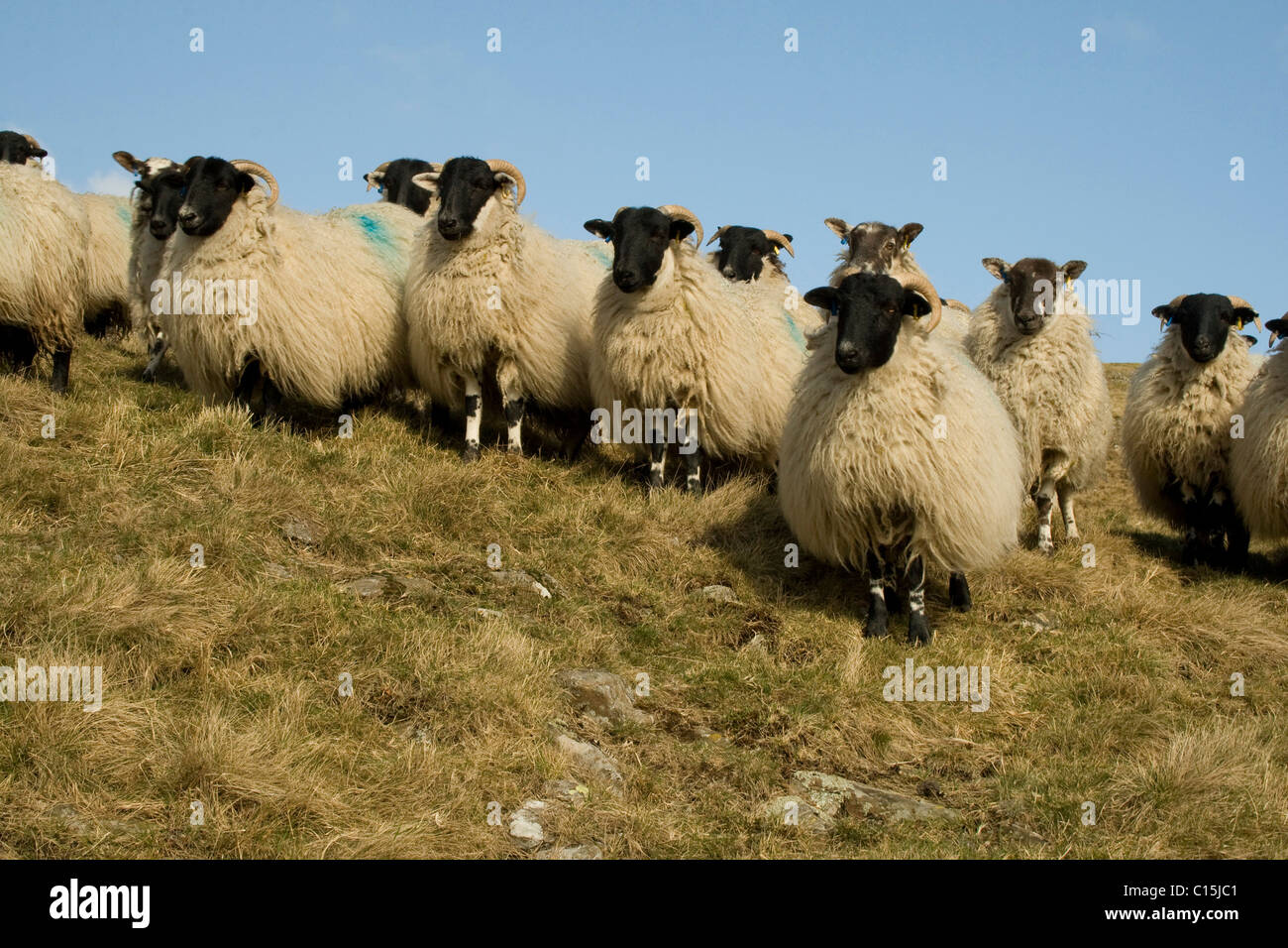 Young Northumberland Black face & Grey Faced Sheep Stock Photo - Alamy
