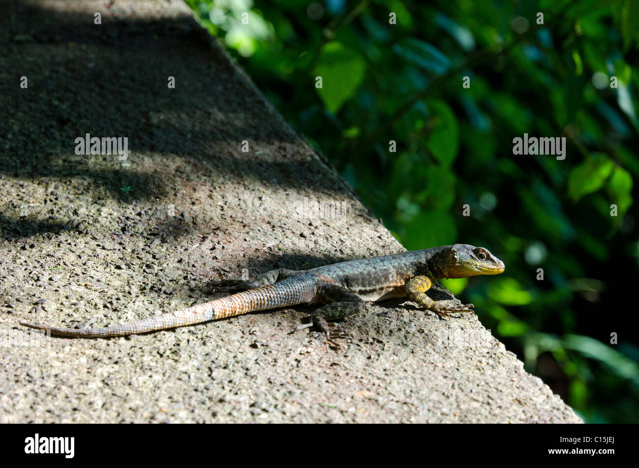 Lizard at Iguassu national park, Brazil Stock Photo - Alamy