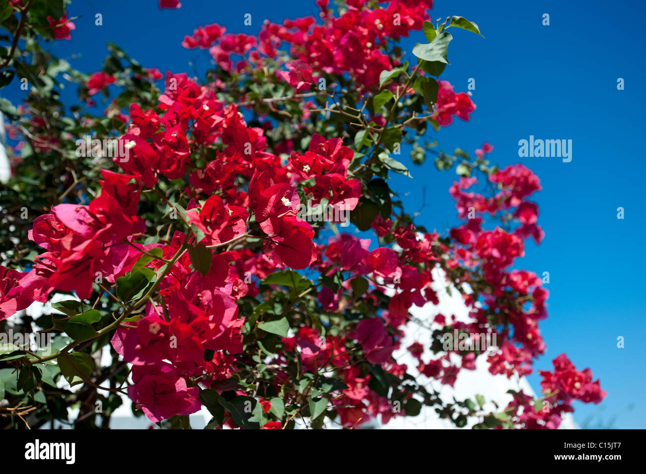 Bougainvillea plant hi-res stock photography and images - Alamy