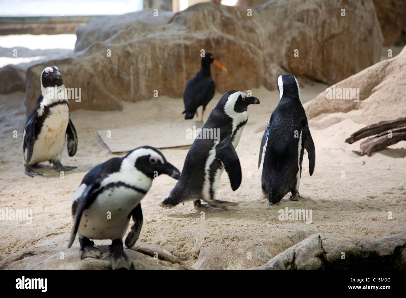 African penguisn at Two Oceans Aquarium in cape Town waterfront Stock ...