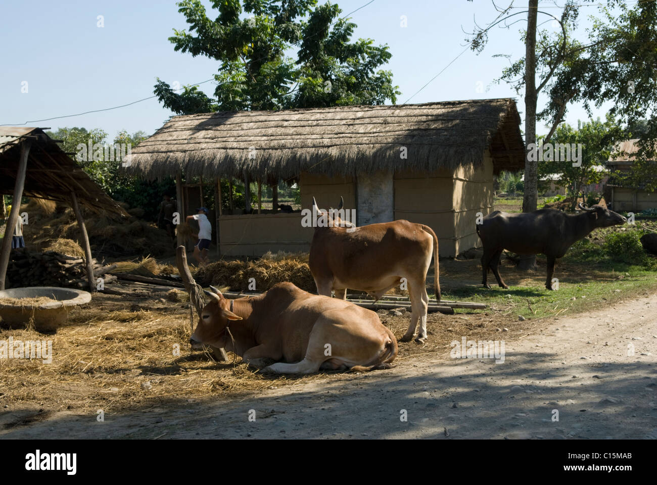 Nepal tharu house High Resolution Stock Photography and Images - Alamy